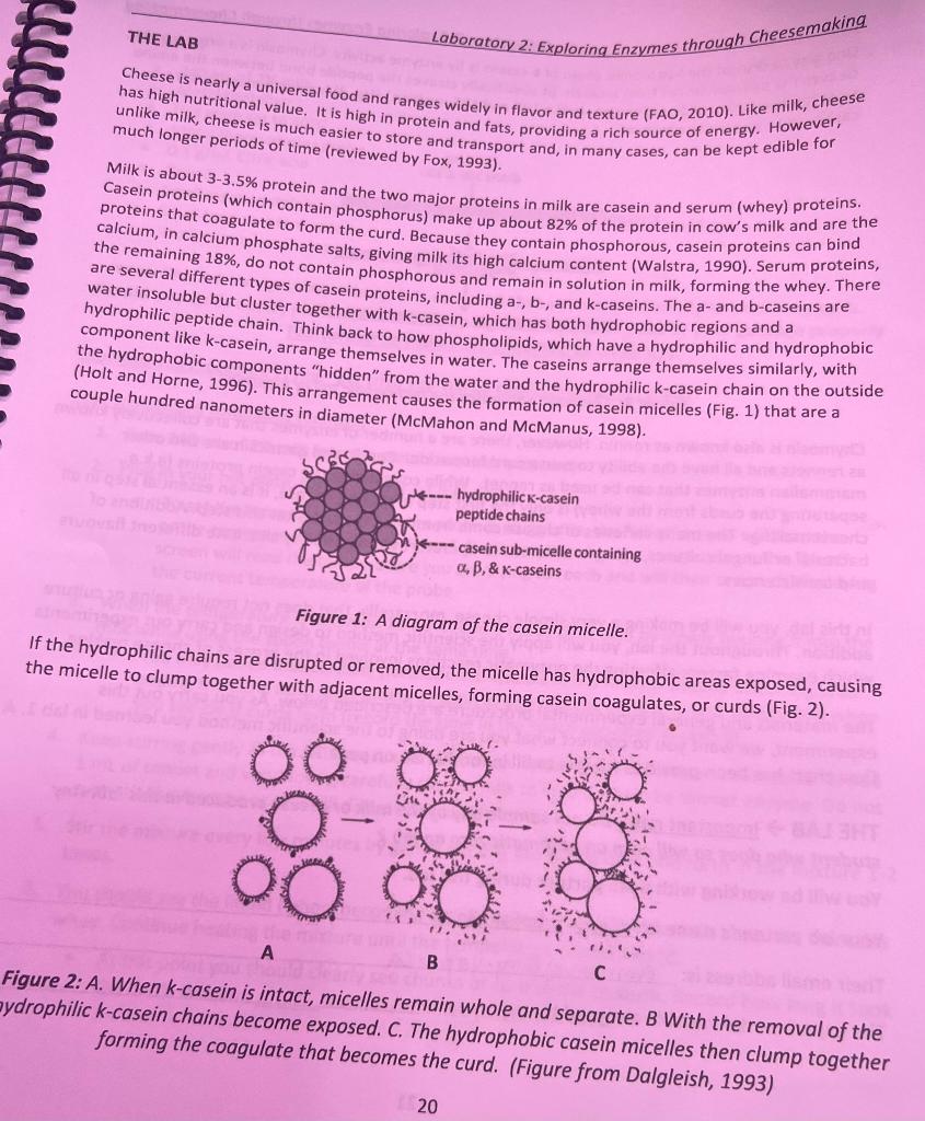 THE LAB Cheese is nearly a universal food and ranges | Chegg.com