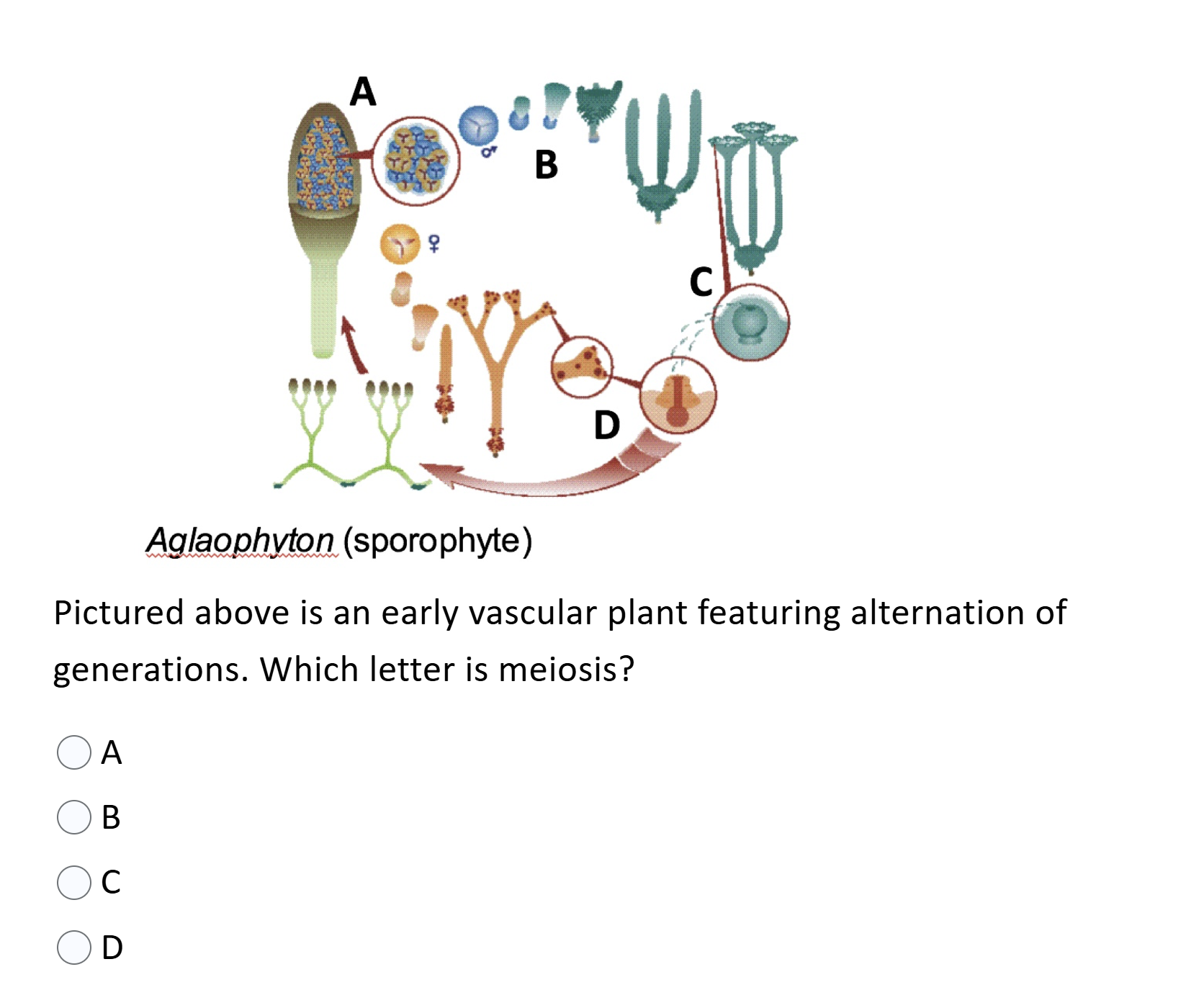 Solved Aglaophyton (sporophyte)Pictured above is an early | Chegg.com