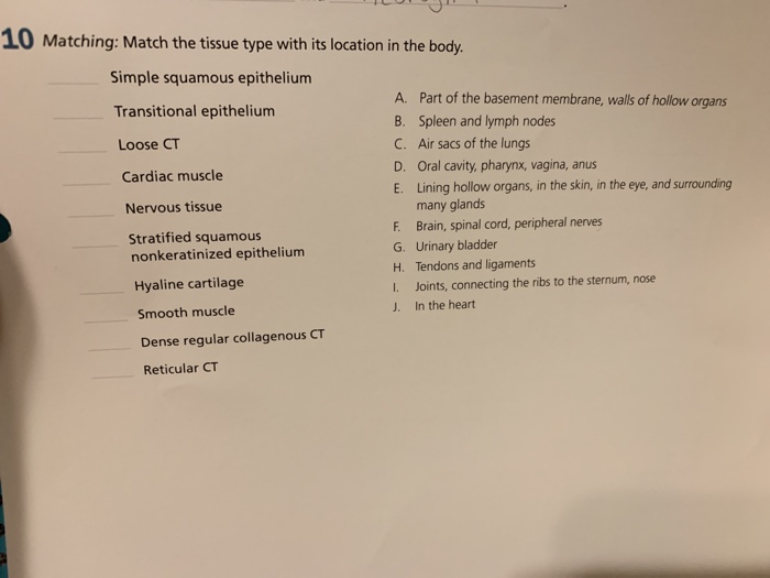 Solved 10 Matching: Match the tissue type with its location | Chegg.com
