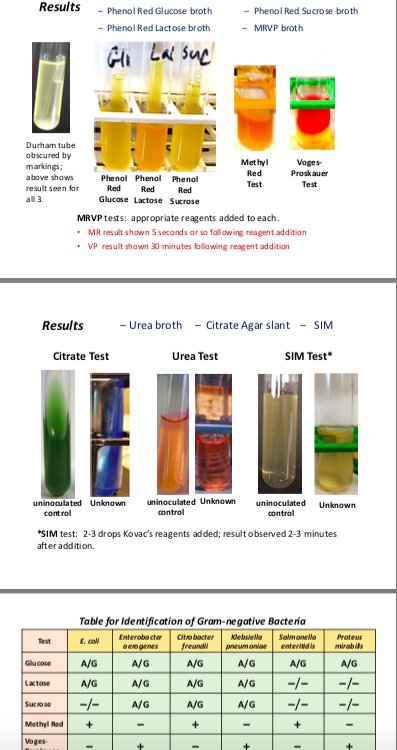 Solved Phenol Red Sucrose broth MRVP broth Results - Phenol | Chegg.com