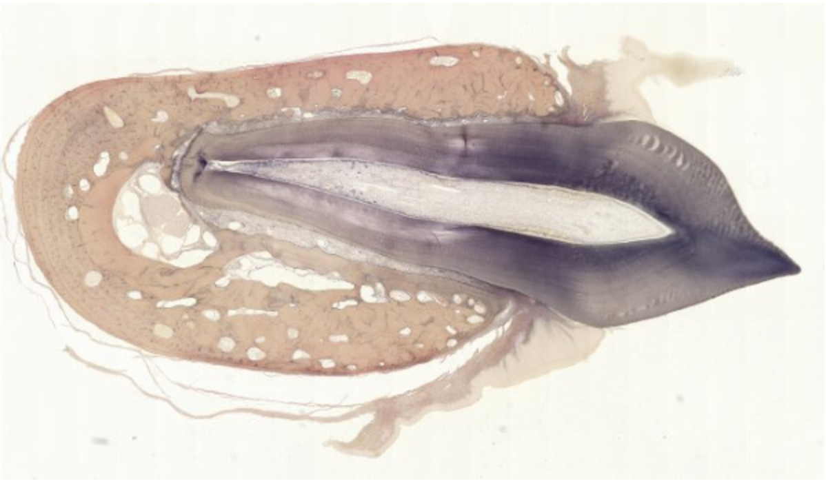 Solved need helping in labeling the following (this is an | Chegg.com