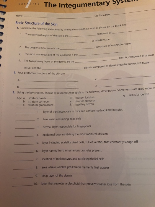 Solved Syste ISE e Integumentary Name Lab Time/Date Basic | Chegg.com