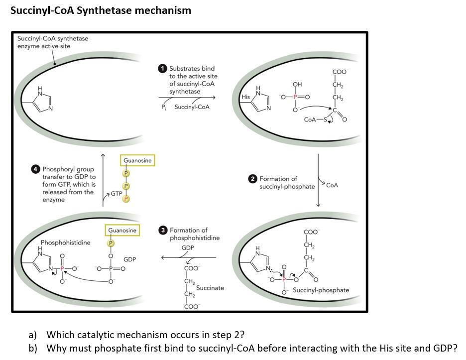 Solved Succinyl-CoA Synthetase mechanism Succinyl-CoA | Chegg.com