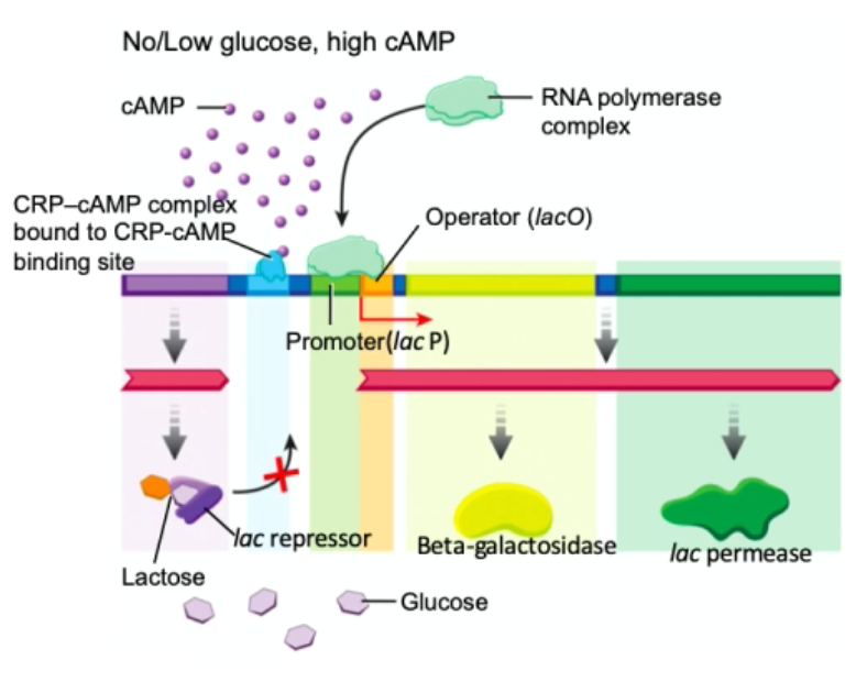Solved No/Low glucose, high CAMP CAMP RNA polymerase complex | Chegg.com