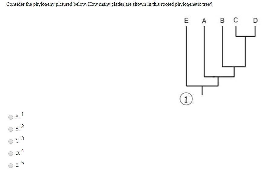 Solved Consider the phylogeny pictured below. How many | Chegg.com