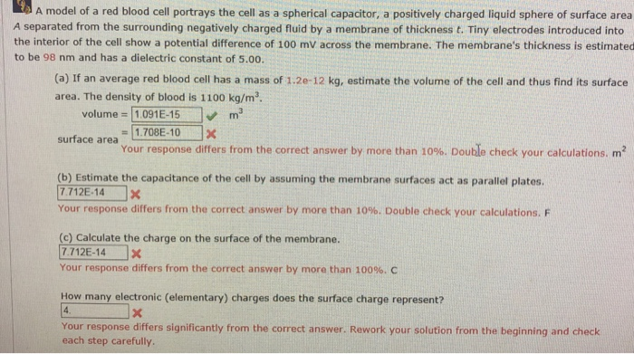Solved A model of a red blood cell portrays the cell as a | Chegg.com