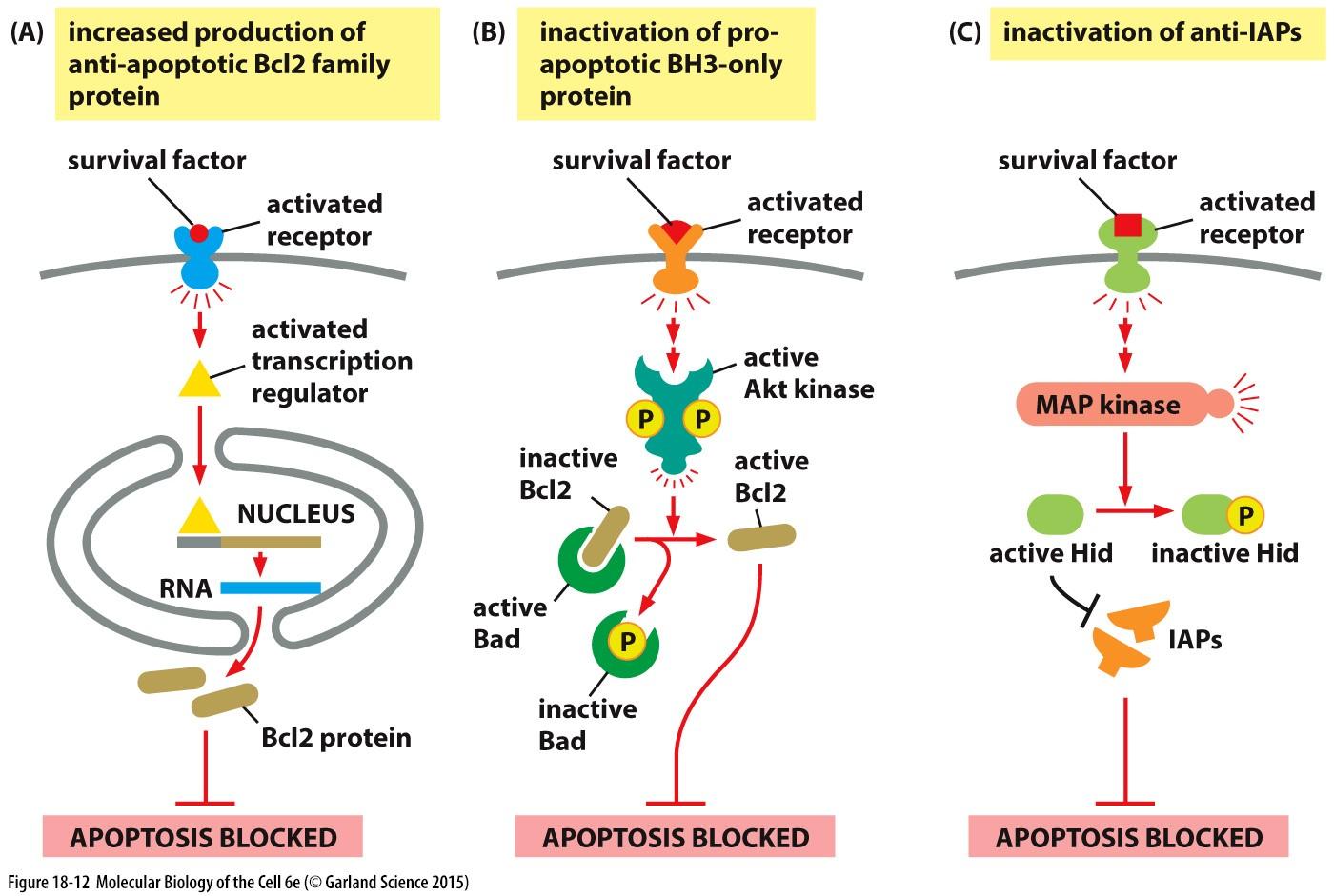Solved What are the survival factors? How survival | Chegg.com