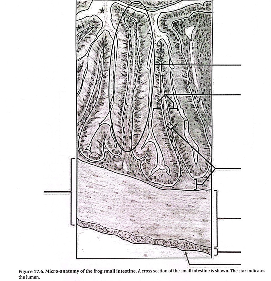 Solved Label the parts of the small intestine of a frog | Chegg.com