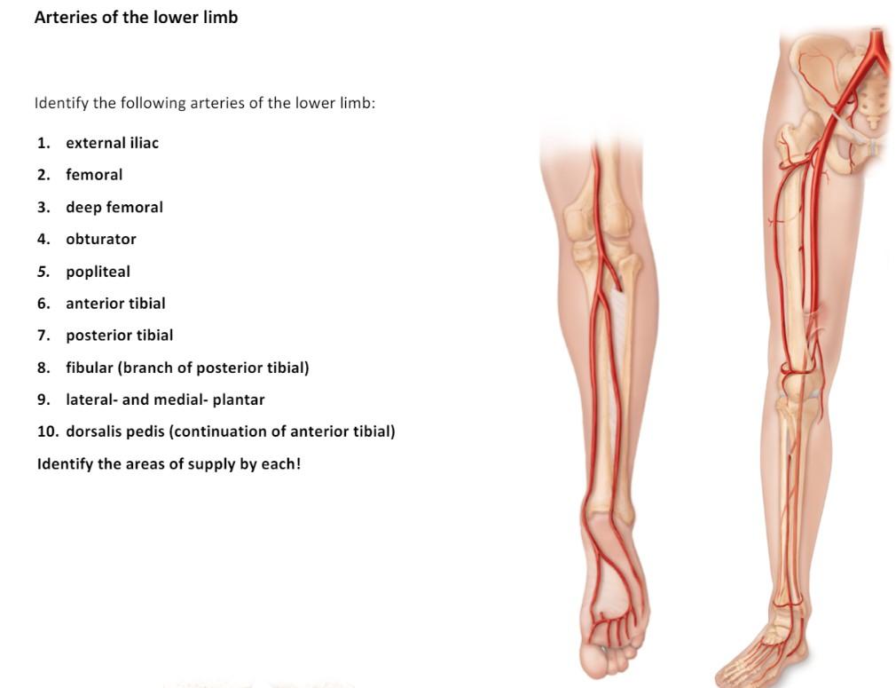 Solved Arteries of the lower limb Identify the following | Chegg.com