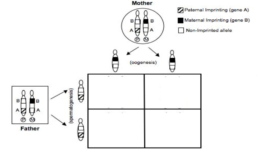 Solved 1.) Indicate a region that is maternally imprinted by | Chegg.com