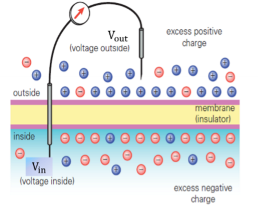 Solved Problem 3. (Membrane Potential) Due to the | Chegg.com