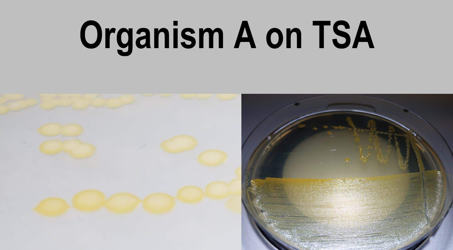 Solved There are two unknown organisms. Both organisms need | Chegg.com