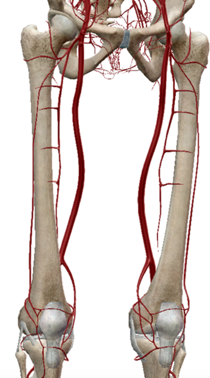 Solved Label the arteries of the upper leg. Identify: | Chegg.com