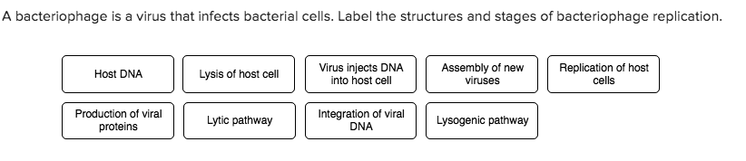 Solved A bacteriophage is a virus that infects bacterial | Chegg.com