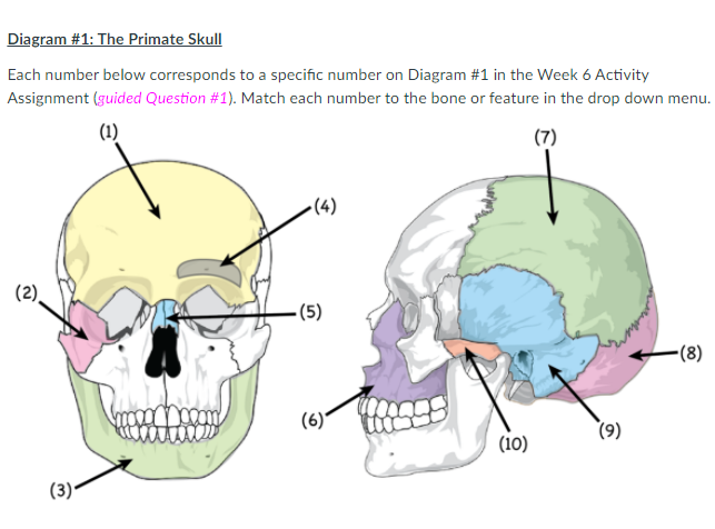 Solved Diagram #1: The Primate Skull Each number below | Chegg.com