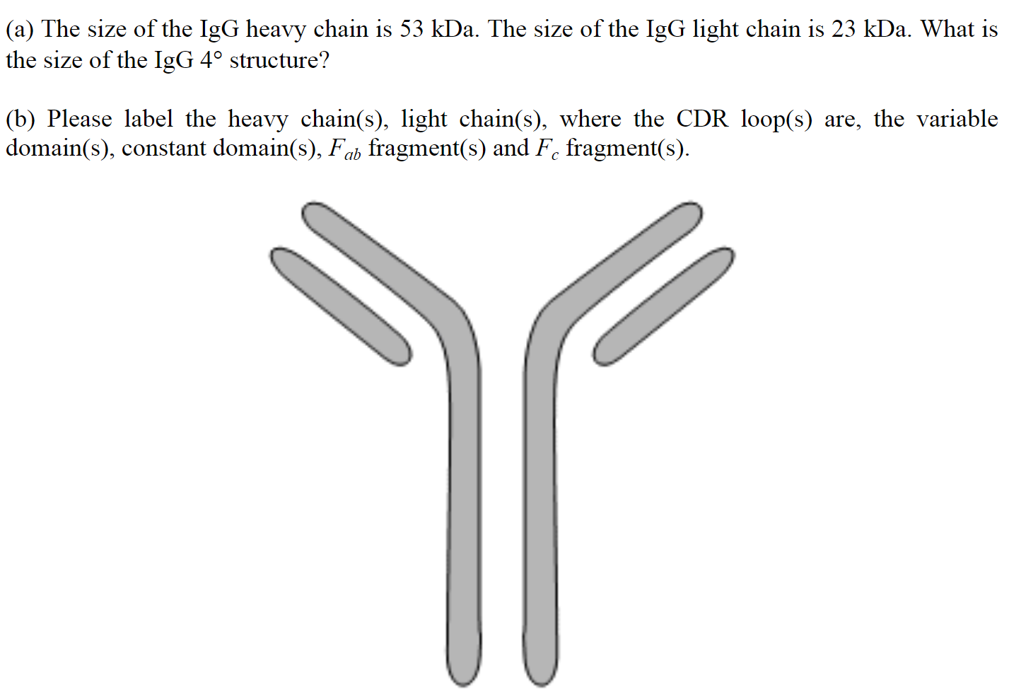 Solved (a) The size of the IgG heavy chain is 53 kDa. The | Chegg.com