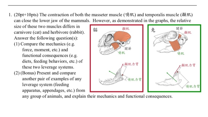 Temporalis And Masseter In Cat