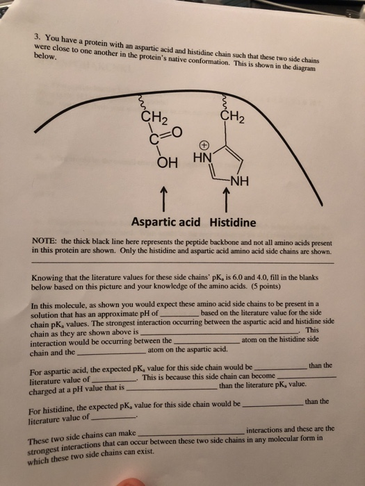 Solved 3. You have a protein with an aspartic acid and | Chegg.com