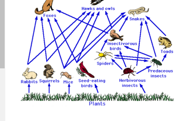 Solved Consider the food web below and use it answer the | Chegg.com