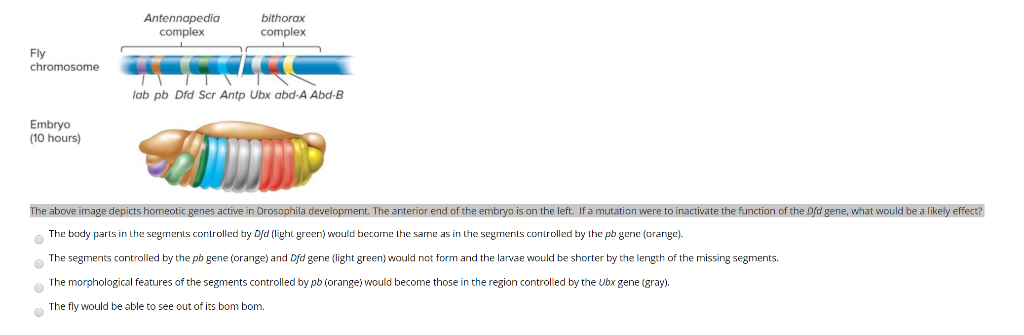 Solved Antennapedia complex bithorax complex Fly chromosome | Chegg.com