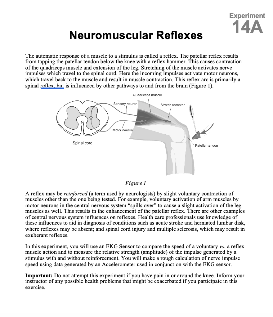 Solved Experiment Neuromuscular Reflexes The automatic | Chegg.com