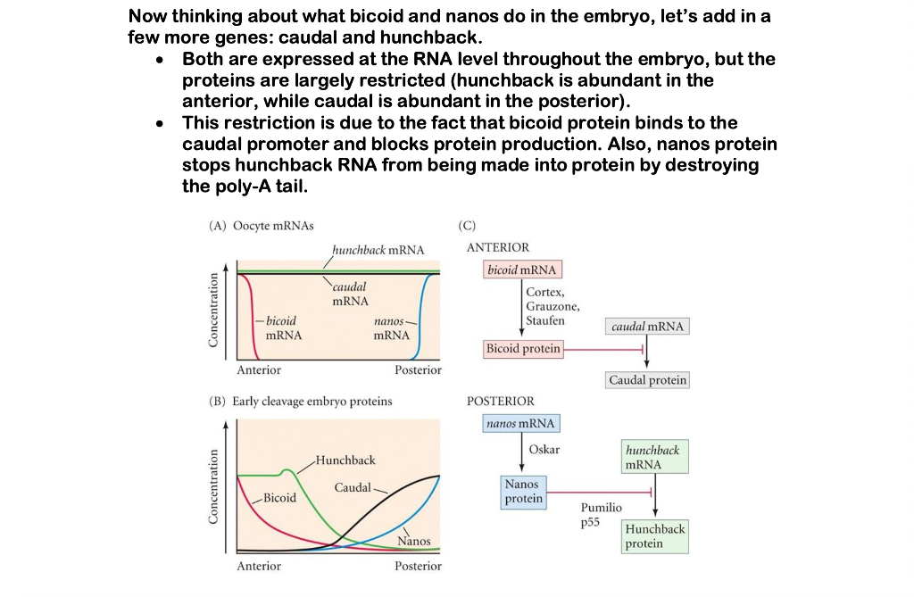 Solved Now thinking about what bicoid and nanos do in the | Chegg.com