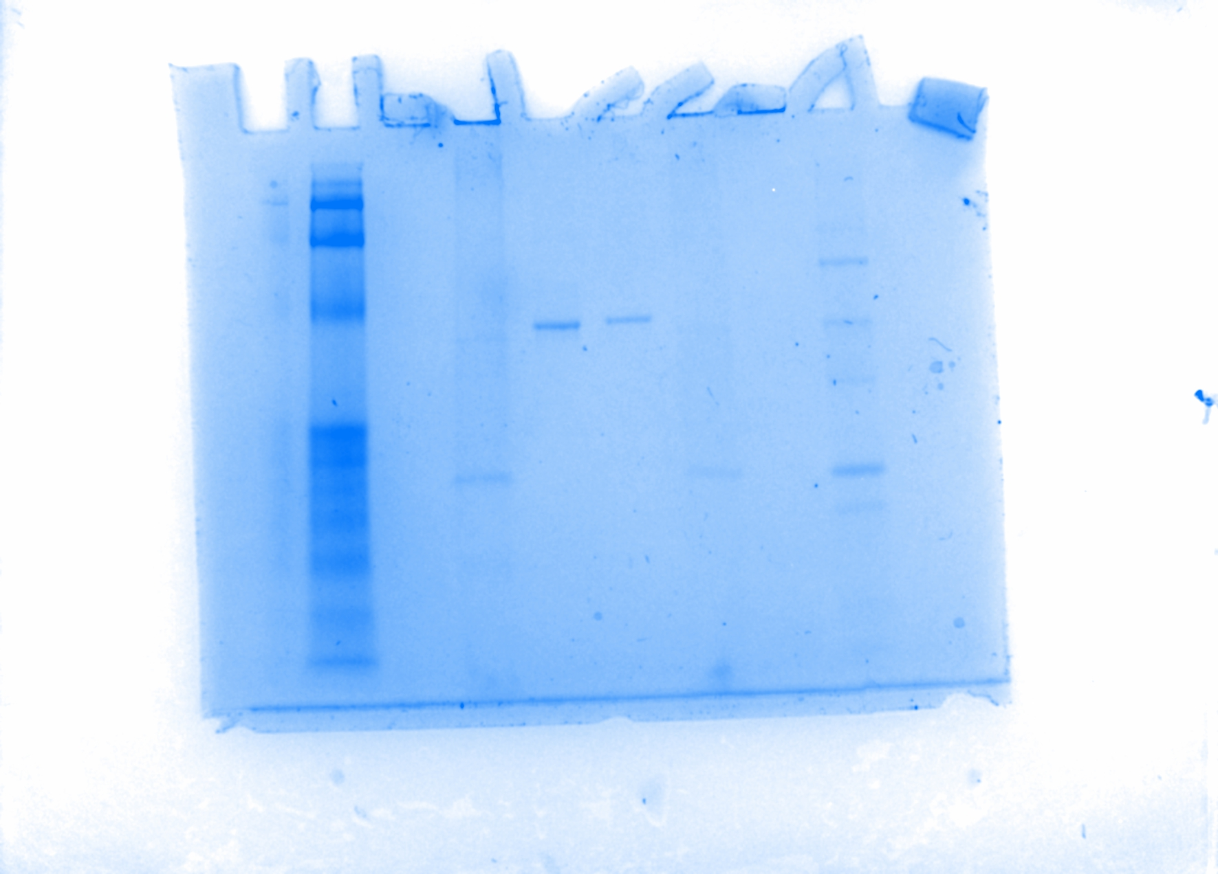 Solved Plot of log molecular weight as a function of Rf for | Chegg.com