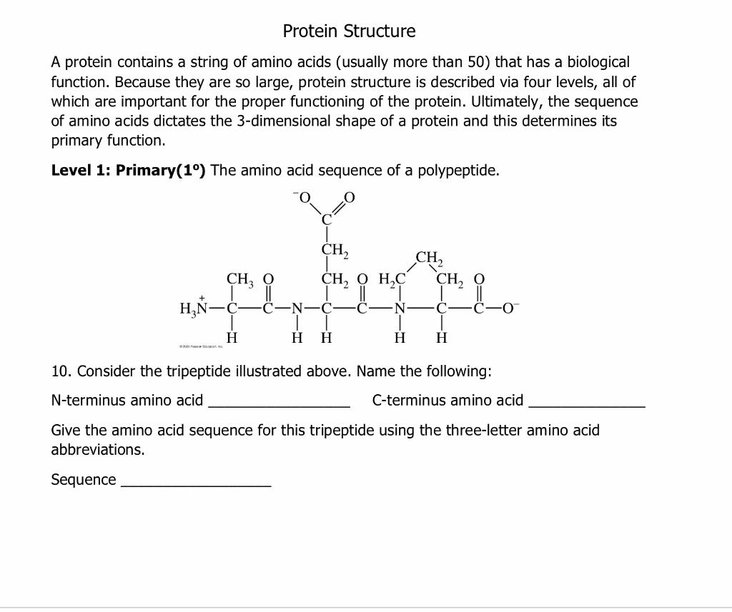 Solved Protein Structure A protein contains a string of | Chegg.com