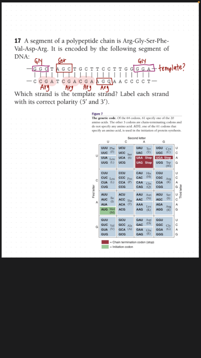 Solved 17 A segment of a polypeptide chain is | Chegg.com