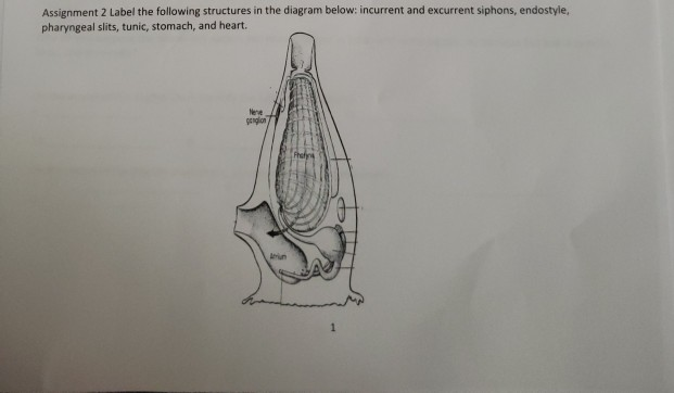 Solved Assignment 2 Label the following structures in the | Chegg.com