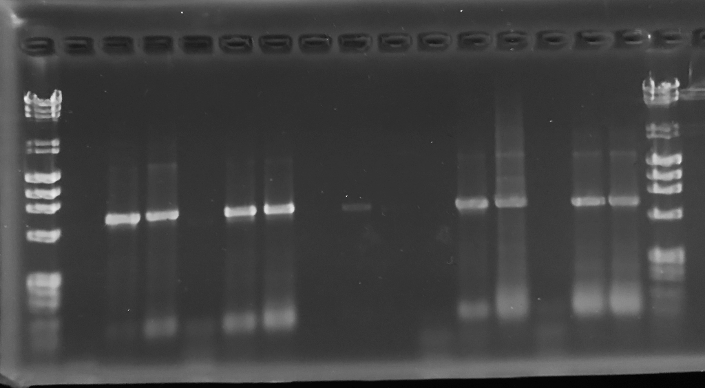 a. What is the exact length (in base pairs, bp) of | Chegg.com