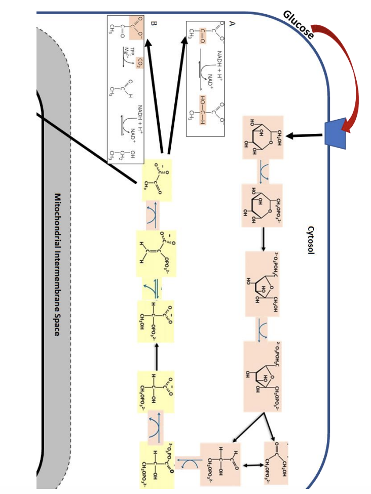 Solved 14.) Use the lists of enzymes, reaction pathway | Chegg.com