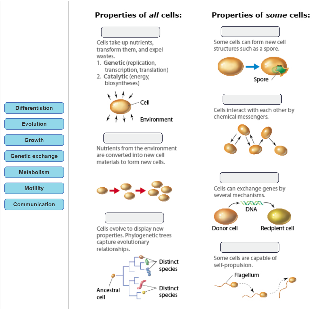 Solved Properties of all cells: Properties of some cells: | Chegg.com