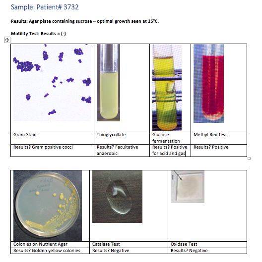 Staphylococcus Unknown Flow Diagram Gram-positive Bacteria