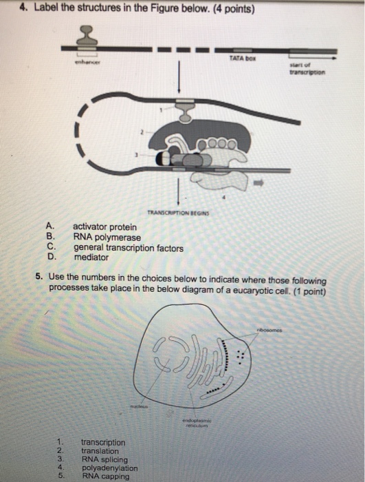 Solved 4. Label the structures in the Figure below. (4 | Chegg.com Solved 4. Label the structures in the Figure below. (4 | Chegg.com