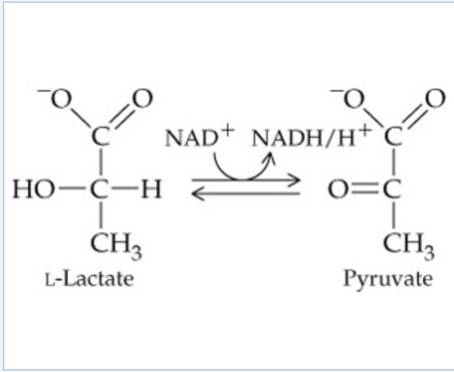 Solved L-Lactate Pyruvate The enzyme name is derived from | Chegg.com
