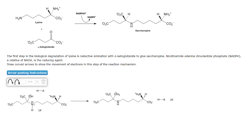 Solved Lysine Saccharopine a-ketoglutarate The first step in | Chegg.com