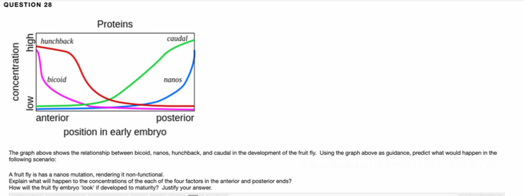 Solved QUESTION 28 Proteins hunchback caudal high | Chegg.com