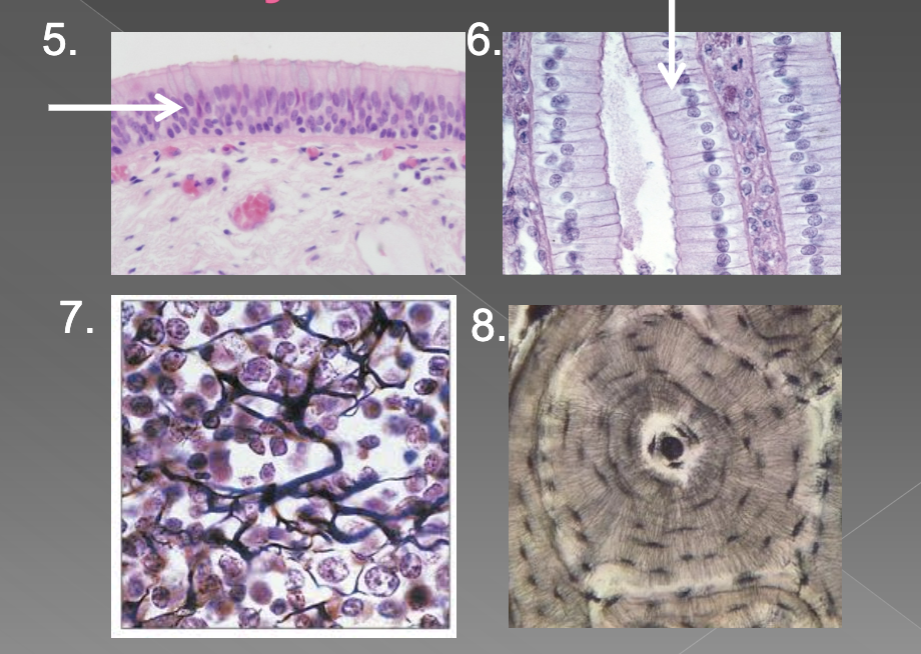 Solved 1.. 2. 3. 4. 5. 16. 7. 8.4 Tissue indicated by | Chegg.com