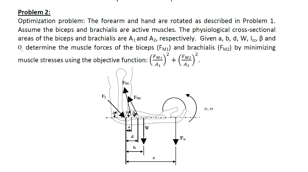 Solved BME375 Fundamentals of Biomechanics Problem1 A person | Chegg.com