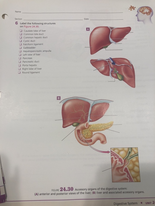 Solved Section Date 6 Label the following structures on | Chegg.com