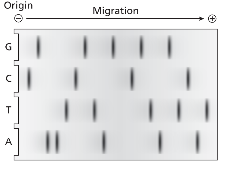 Solved Using an illustration style and labeling similar to | Chegg.com