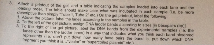 3. Attach a printout of the gel, and a table | Chegg.com
