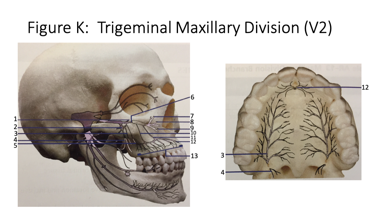 Solved Figure K: Trigeminal Maxillary Division (V2) -6 1 2. | Chegg.com