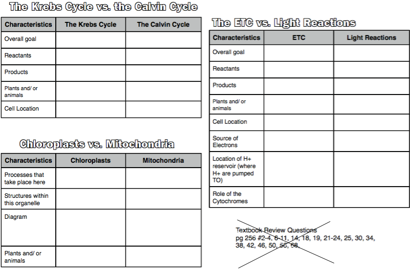 Solved The Lhrebs Gyyle vs. the calvth Gycle Chloroplasts | Chegg.com