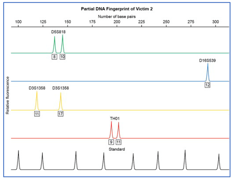 Capillary electrophoresis upon amplification of STRs | Chegg.com