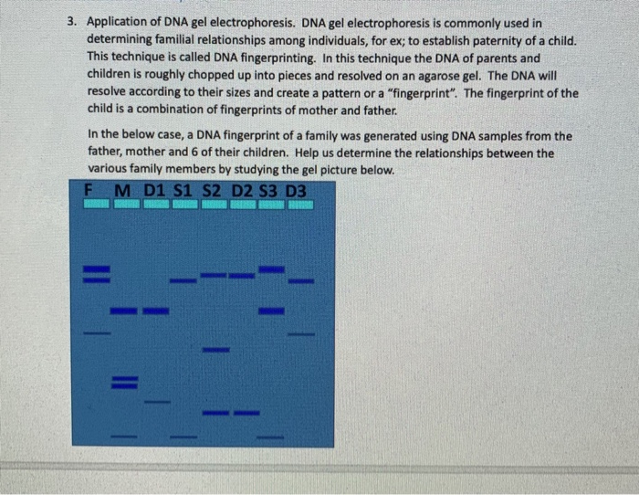Solved: 3. Application Of DNA Gel Electrophoresis. DNA Gel... | Chegg.com