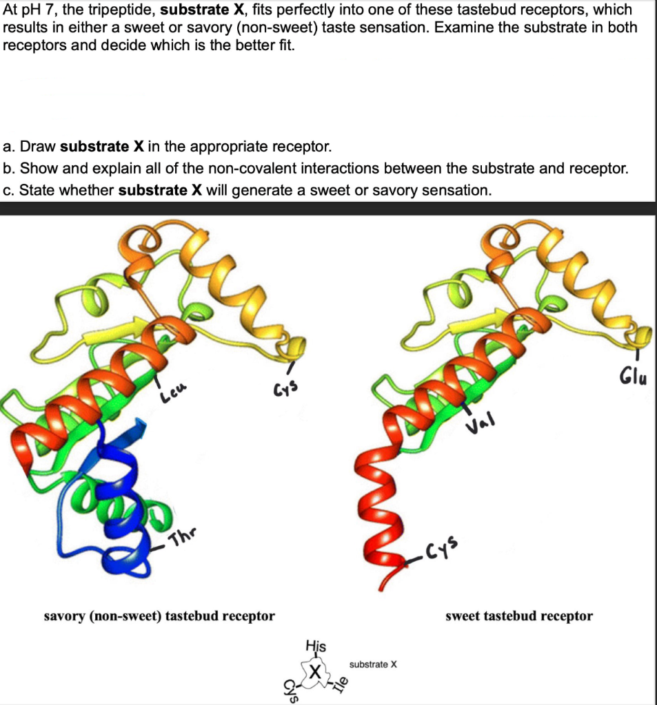 At pH 7, the tripeptide, substrate X, fits perfectly | Chegg.com