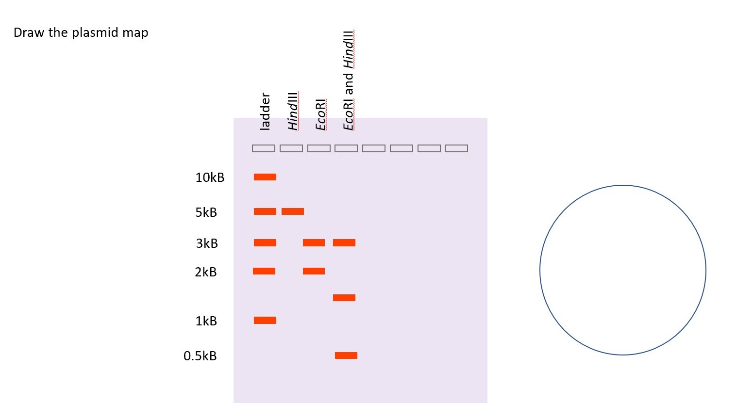 Solved Draw the plasmid map | Chegg.com