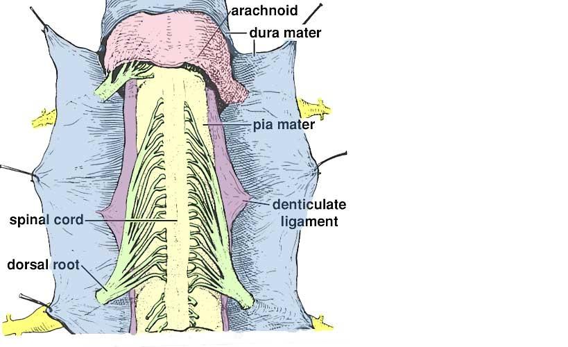 Denticulate Ligaments